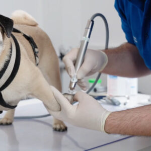 neoplas vet: cold plasma technology for veterinary medicine