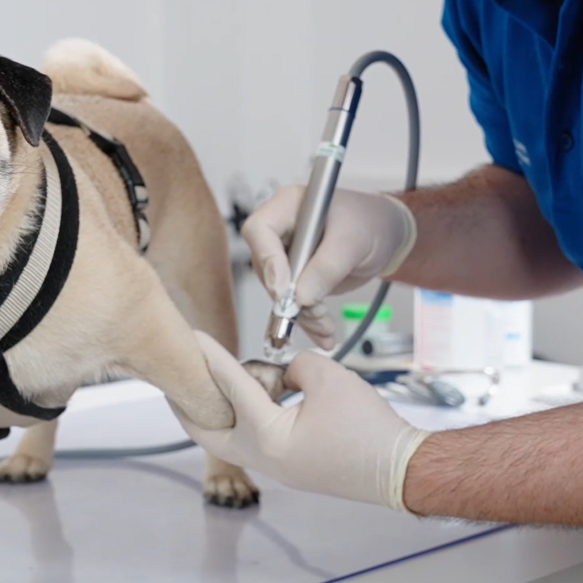 neoplas vet: cold plasma technology for veterinary medicine