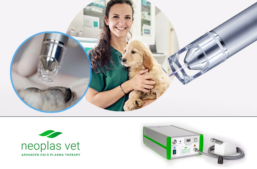 neoplas vet: jet cold plasma for veterinary medicine